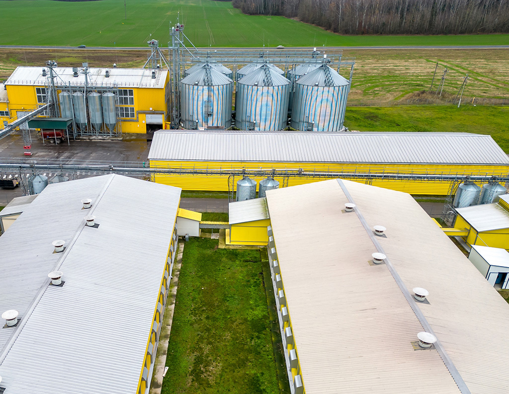 About us – Qualiko. Frozen chicken meat